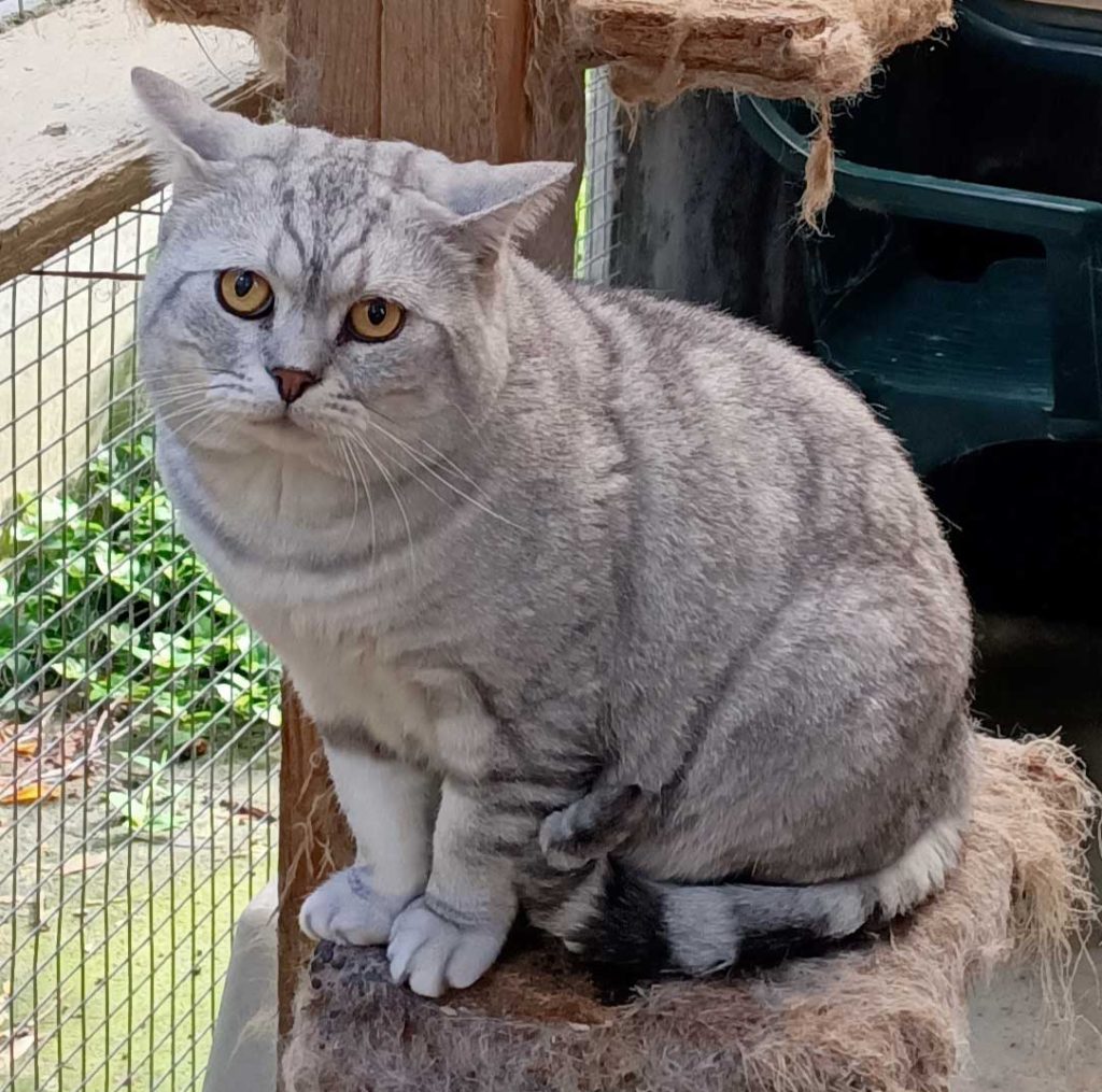 Our Cats - Violicity British Shorthair Cats